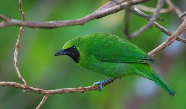 √ Jenis Cucak Ijo Berdasarkan Daerah Asal dan Beserta Gambarnya ...
