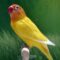 Jenis Lovebird Lengkap dengan Ciri-ciri, Harga dan Gambarnya ...