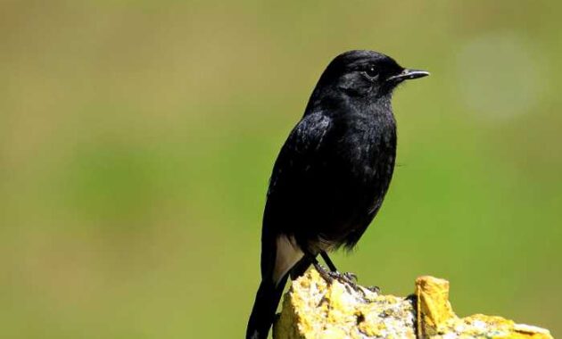 Decu Archives - Kicaumania.net