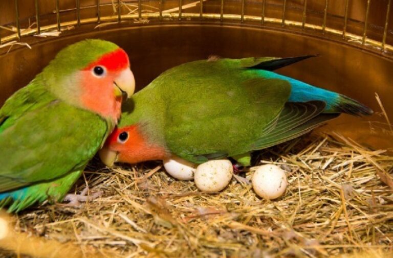 Cara Ternak Lovebird Agar Cepat Bertelur Untuk Pemula Yang Benar - Kicaumania.net
