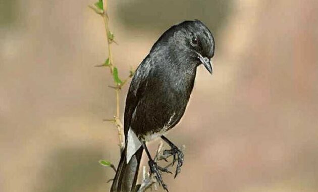 Decu Archives - Kicaumania.net