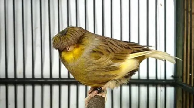 √ Tips Mempercantik dan Merawat Bulu Burung Kenari Agar Indah ...