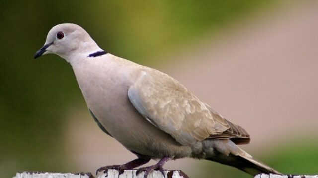 √ Download Kalender Tahun 2021 Background Burung dan Lainnya ...