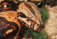 Jenis Ular Sawah yang Berbisa dan Tidak Berbisa - Kicaumania.net